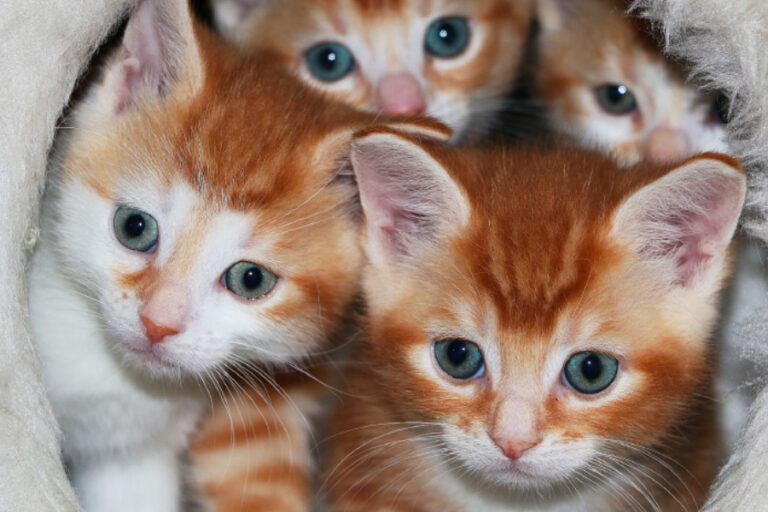 Here are the benefits of owning a kitten pet